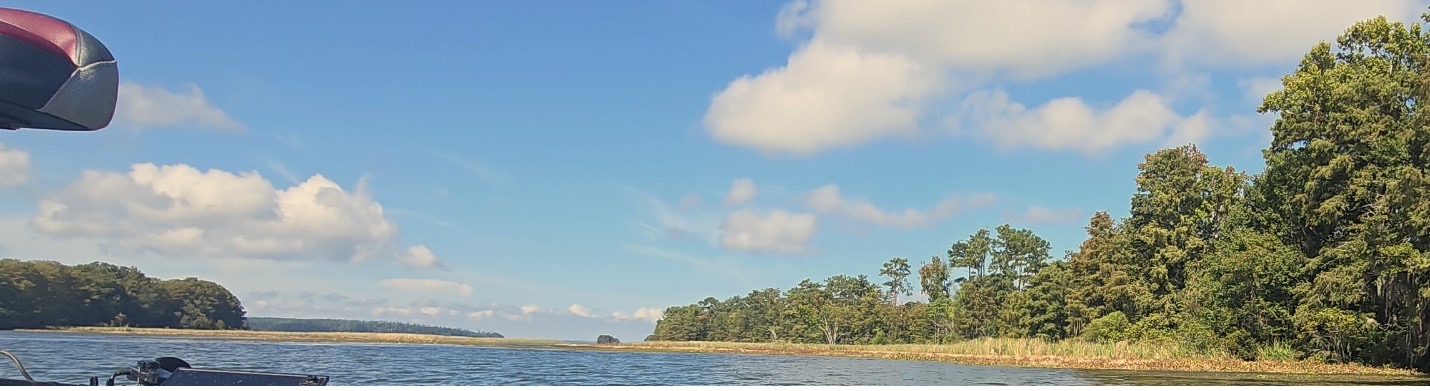 Cuban Bulrush Task Force Update – 2024 – Stewards of Lake Seminole