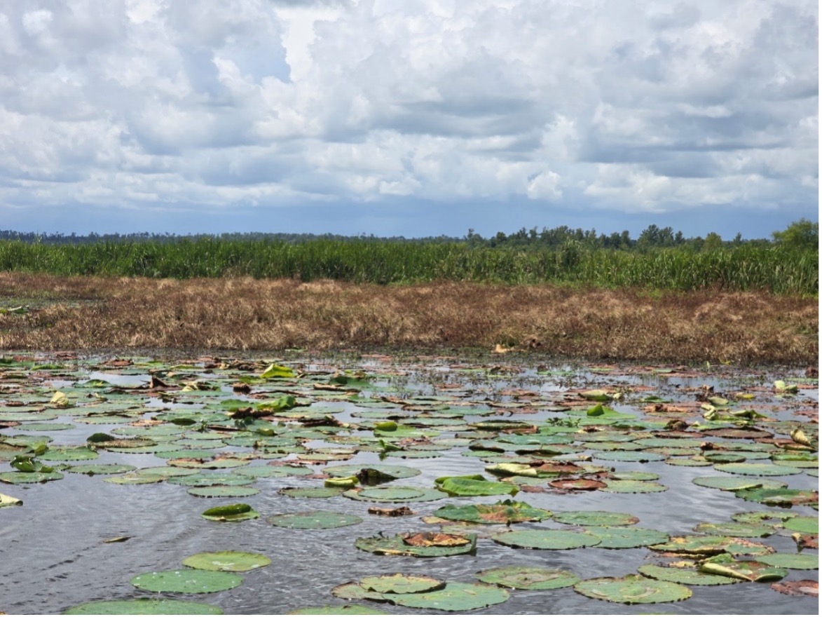 Cuban Bulrush Task Force Update – 2024 – Stewards of Lake Seminole